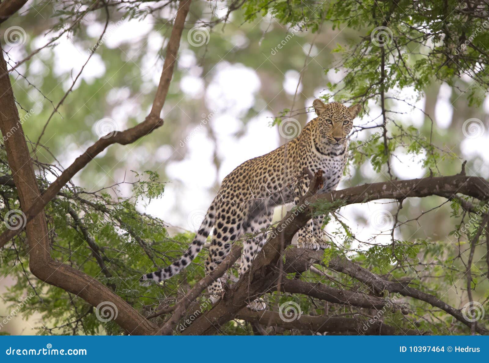 Leopard Standing on the Tree Stock Photo - Image of pardus, large: 10397464