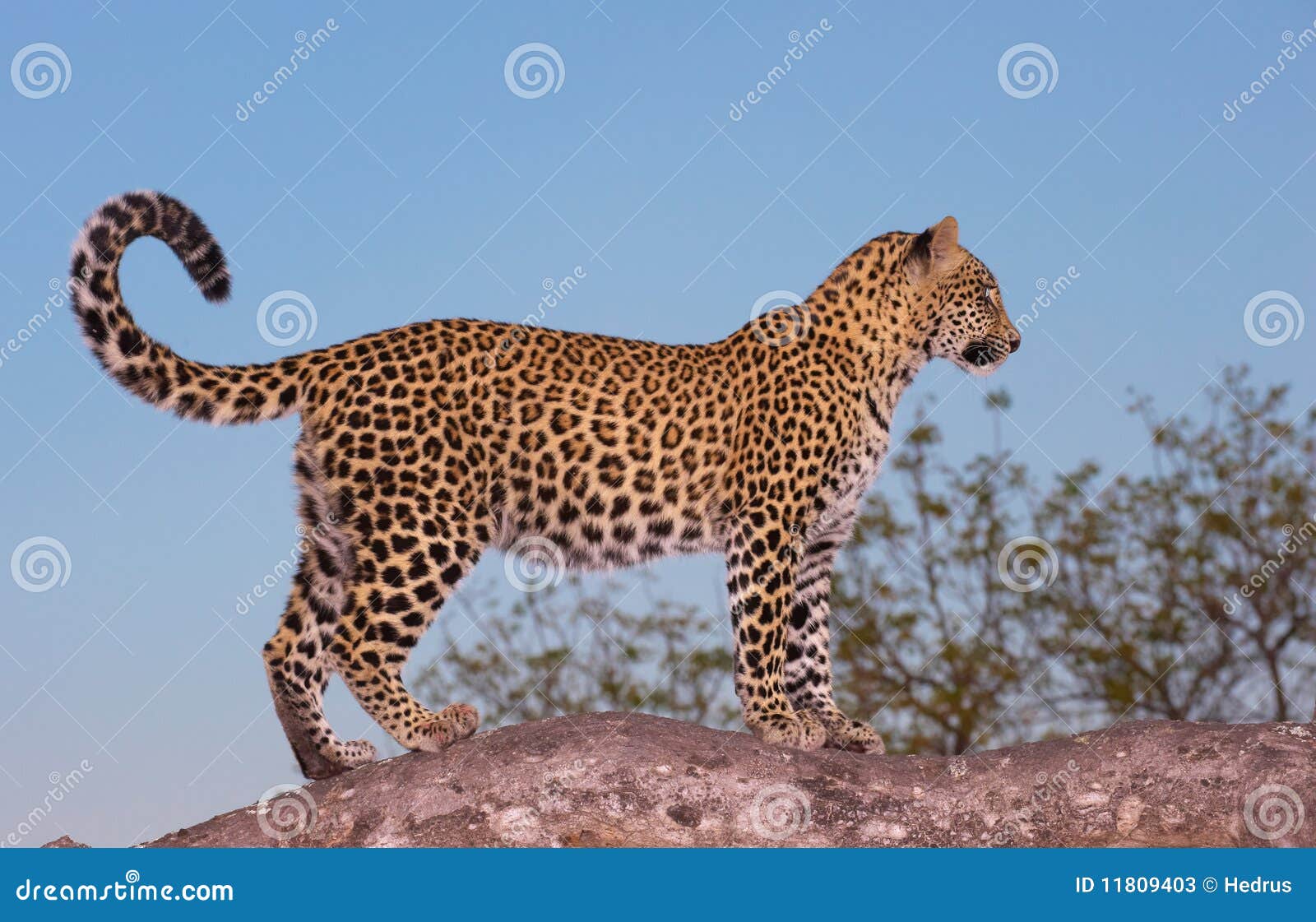 Leopard Standing on the Tree Stock Image - Image of exotic, environment ...