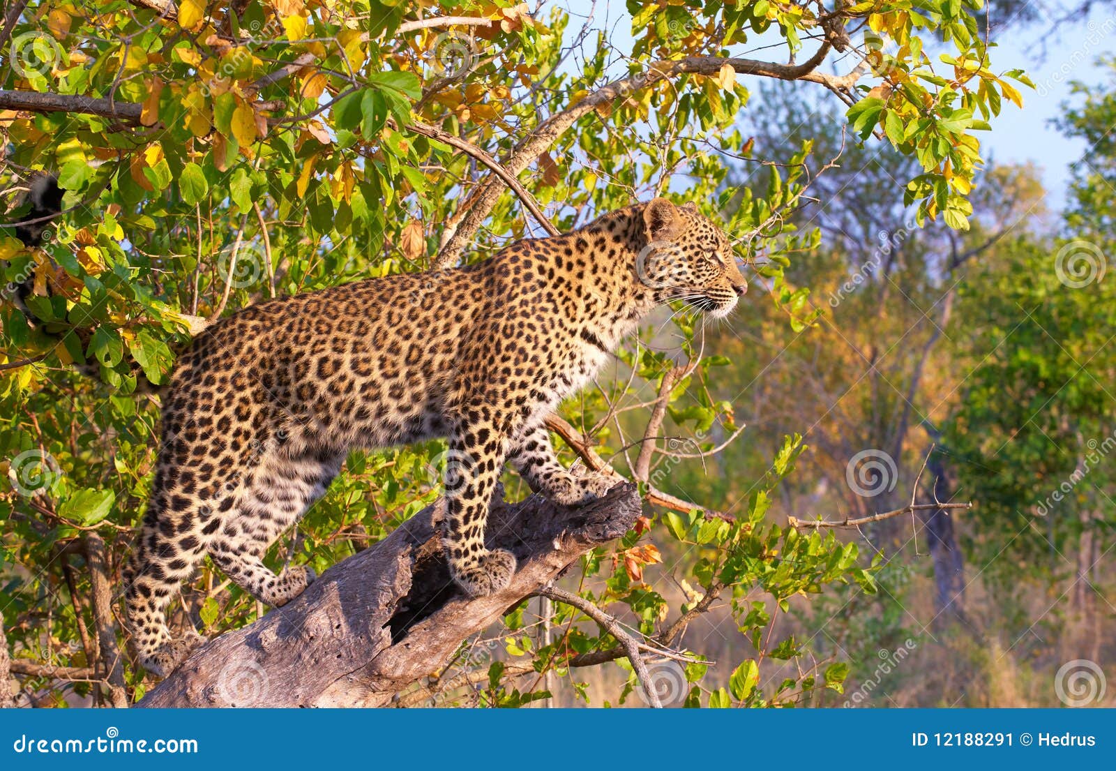 Leopard Standing on the Tree Stock Image - Image of branch, plant: 12188291