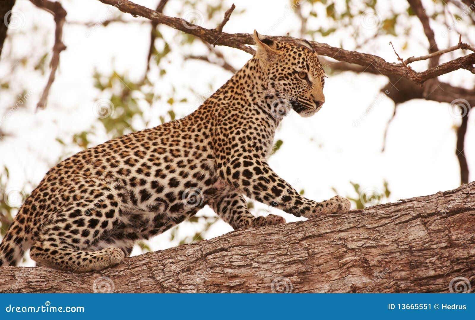 Leopard Standing on the Tree Stock Image - Image of south, hunter: 13665551
