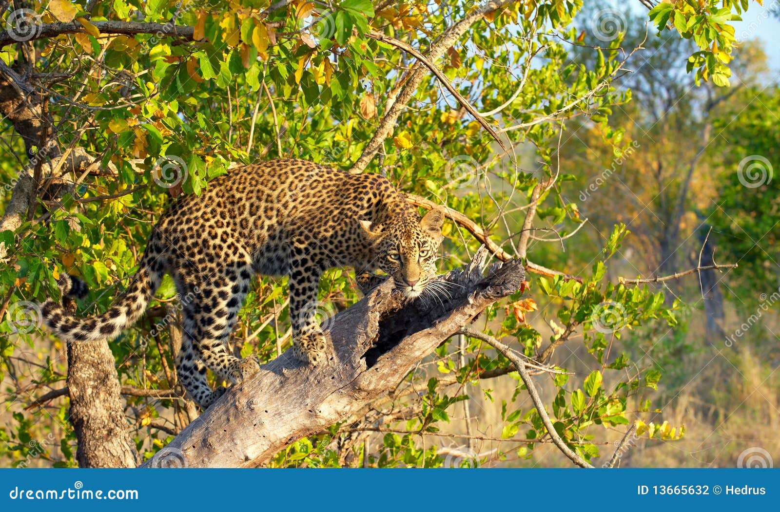 Leopard Standing on the Tree Stock Photo - Image of five, eater: 13665632