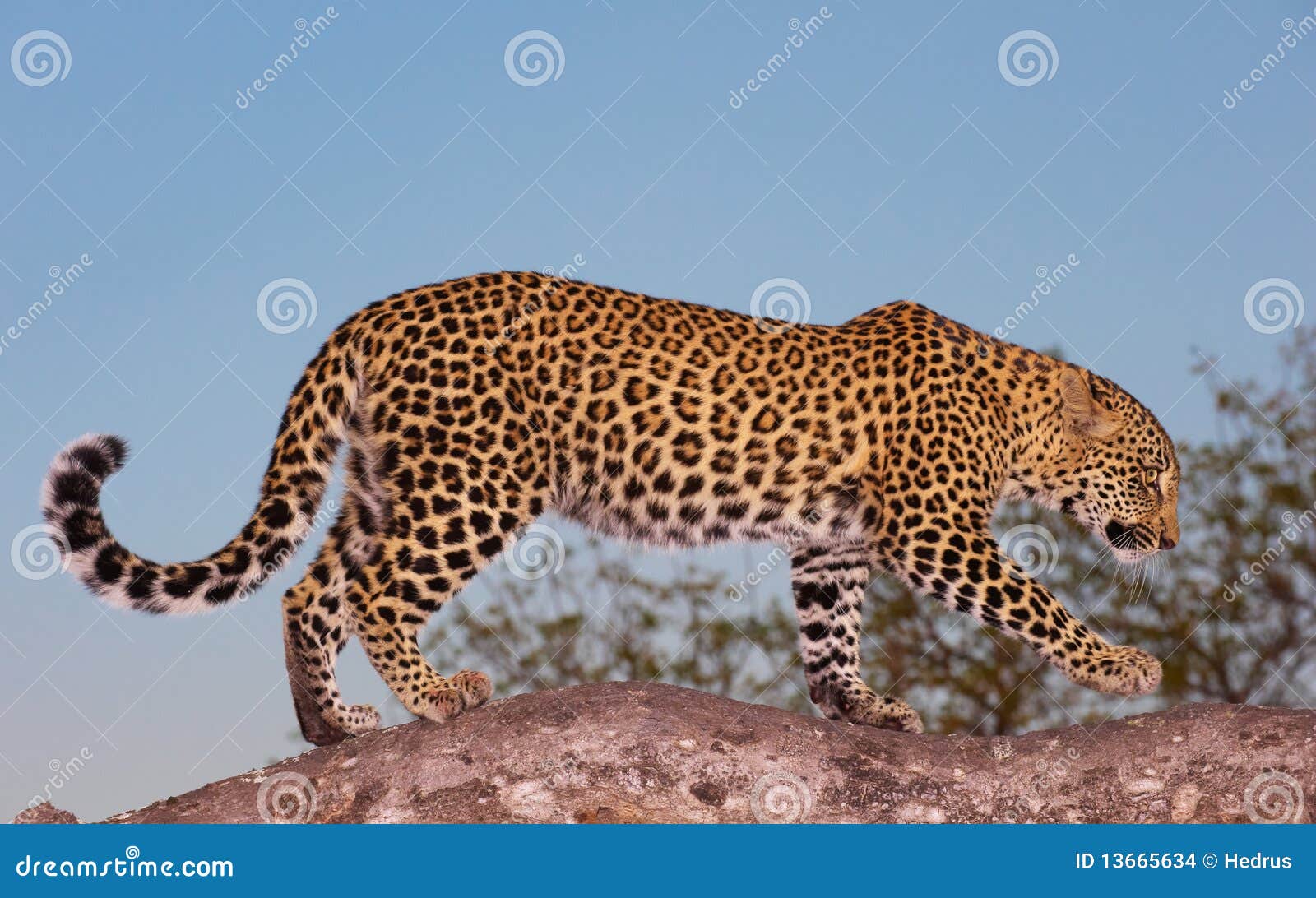 Leopard Standing on the Tree Stock Photo - Image of south, panthera ...