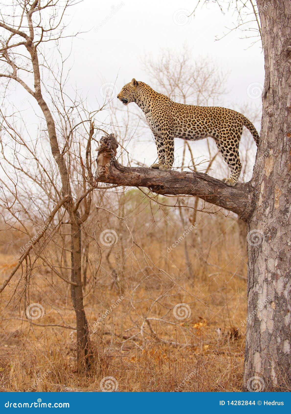 Leopard Standing on the Tree Stock Photo - Image of carnivore, nature ...