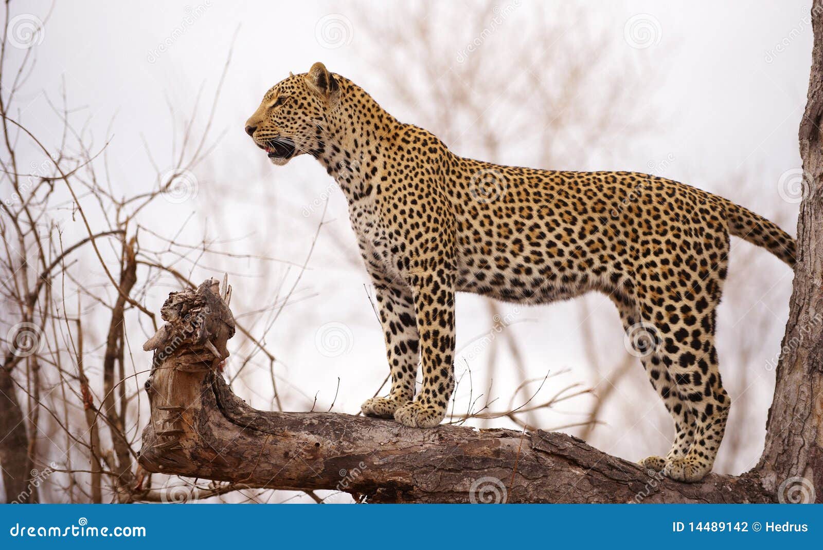 Leopard Standing On The Tree Stock Photography - Image: 14489142