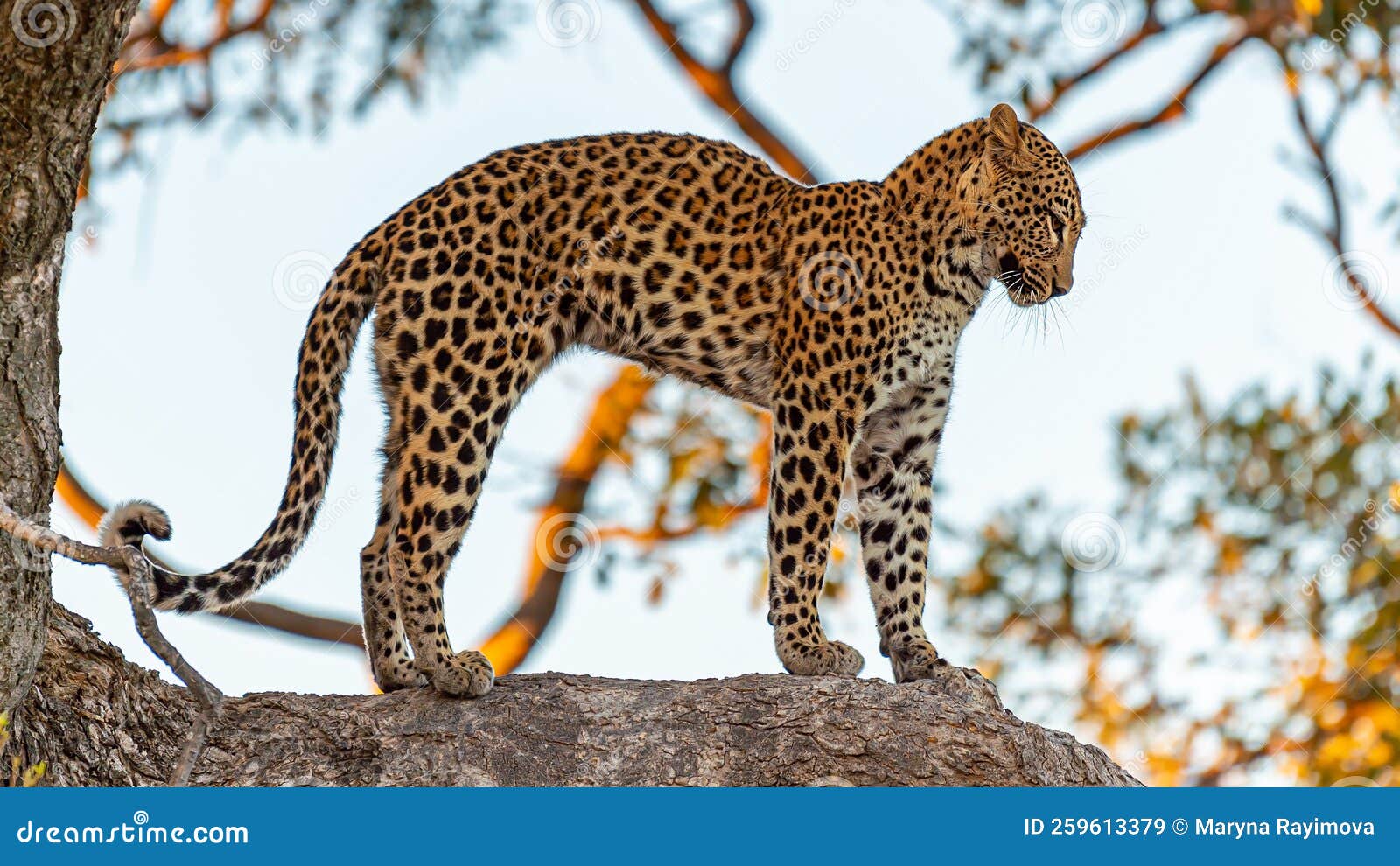 Leopard is Standing on a Tree Stock Image - Image of leopard, savanna ...