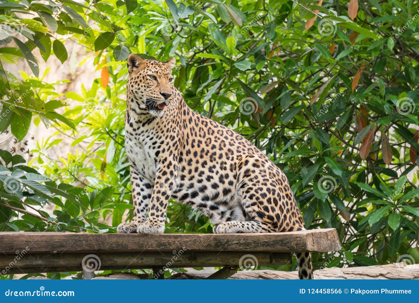 Leopard Standing on the Tree Stock Photo - Image of mammal, black ...