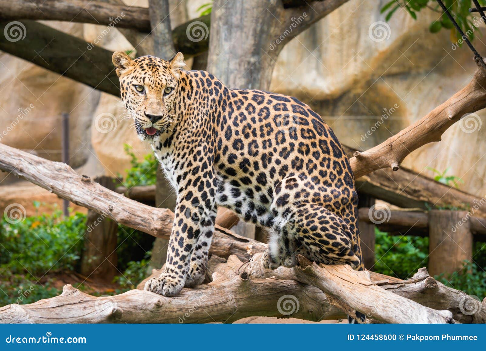 Leopard Standing on the Tree Stock Photo - Image of feline, carnivore ...
