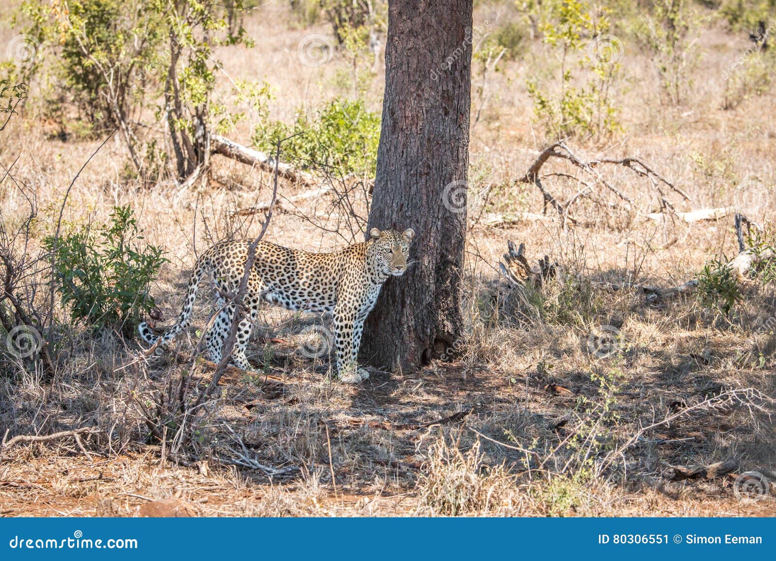 Leopard Standing Under a Tree. Stock Image - Image of outdoors, mammal ...
