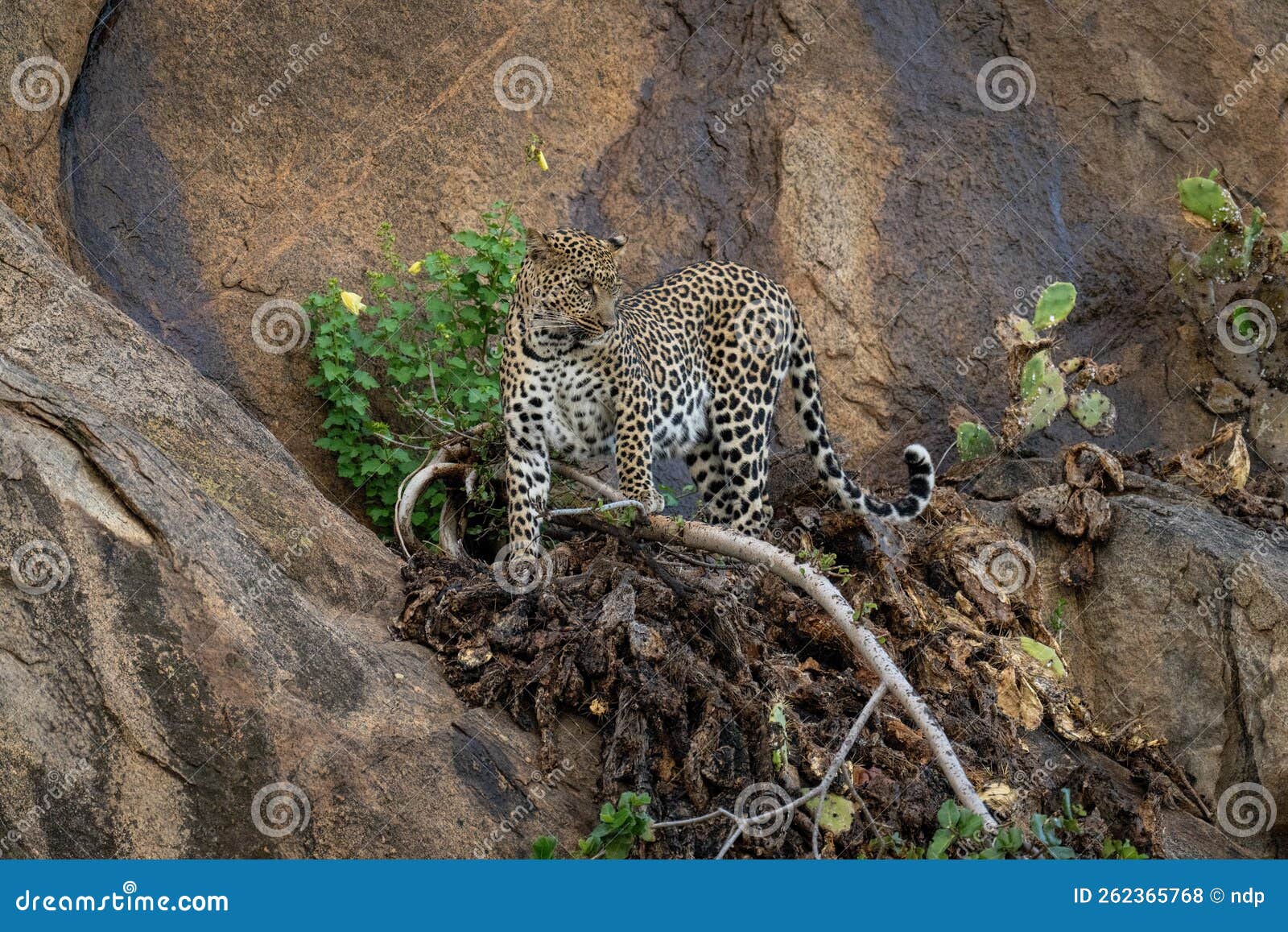 Leopard Stands on Bent Branch Looking Down Stock Photo - Image of ...