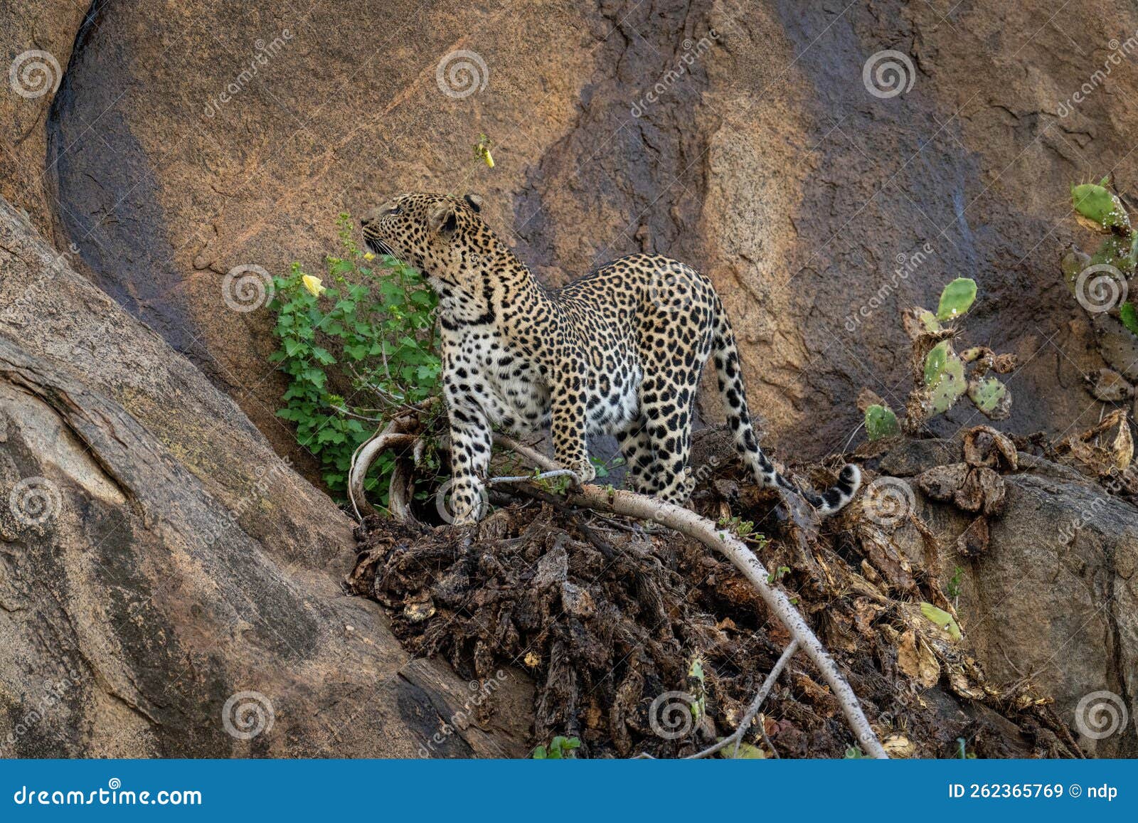 Leopard Stands on Bent Branch Looking Up Stock Image - Image of pardus ...