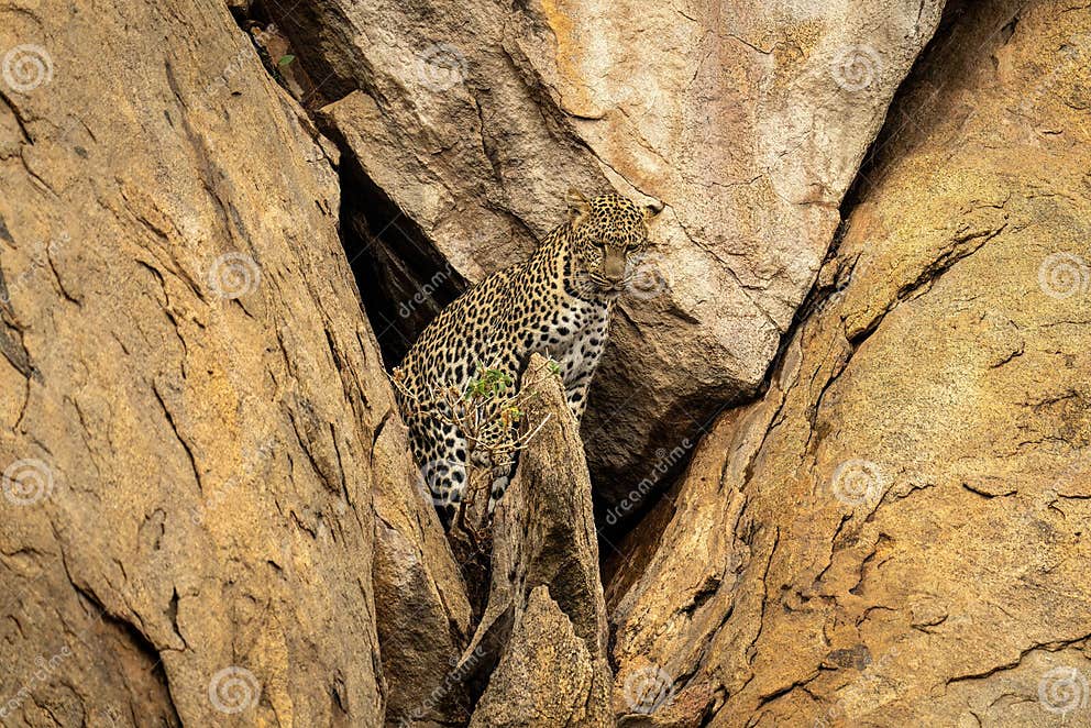 Leopard Stands by Cave Mouth Looking Down Stock Image - Image of plain ...