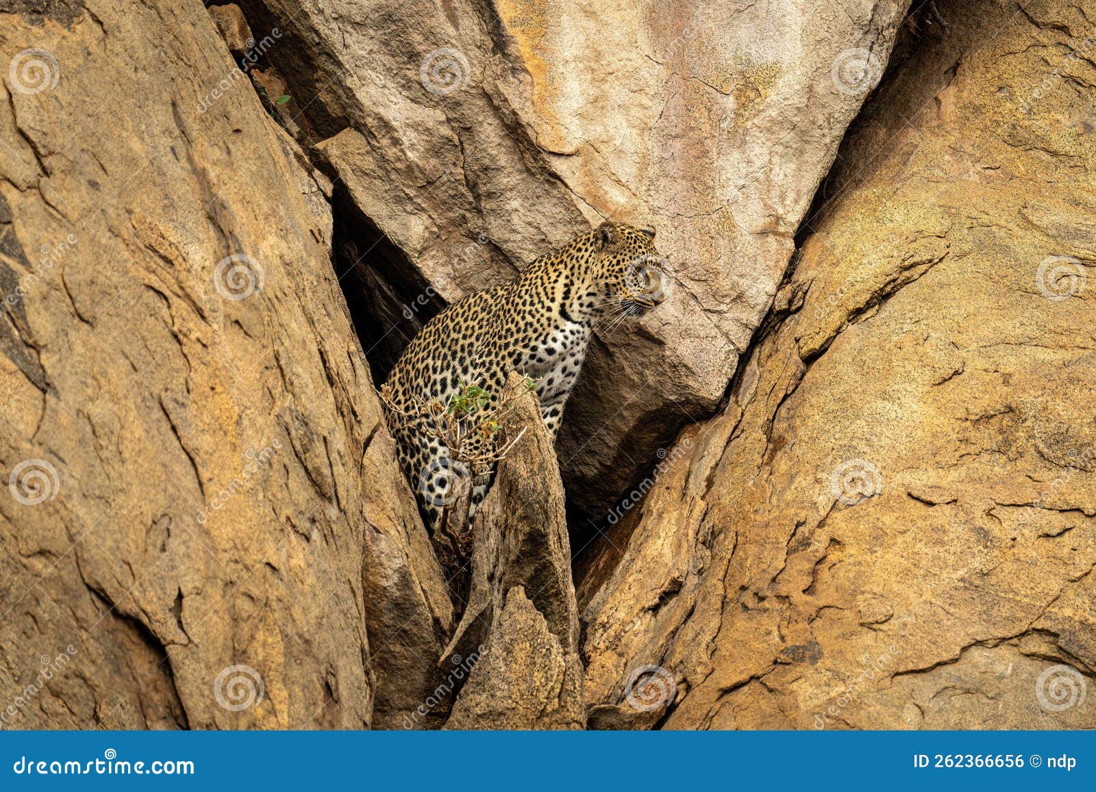 Leopard Stands by Cave Mouth Looking Right Stock Photo - Image of ...