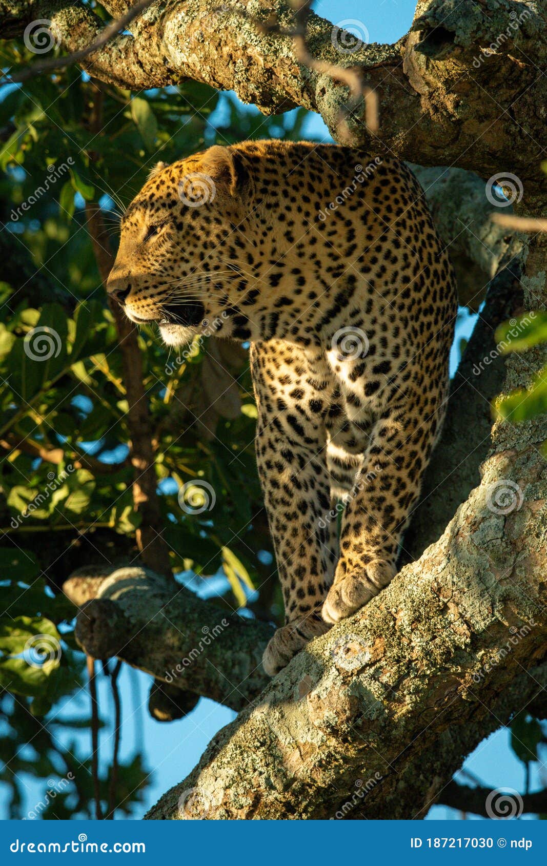 Leopard Stands on Diagonal Branch Looking Left Stock Photo - Image of ...