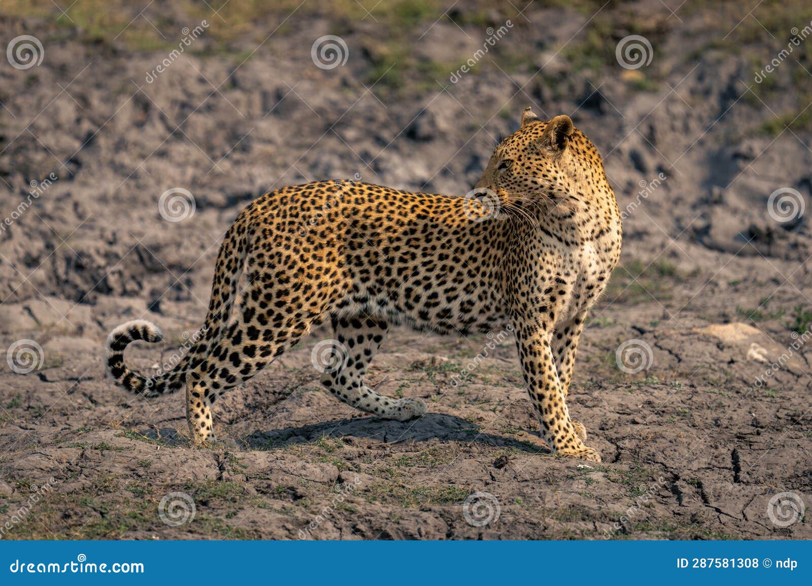 Leopard Stands on Dry Riverbed Looking Back Stock Photo - Image of ...