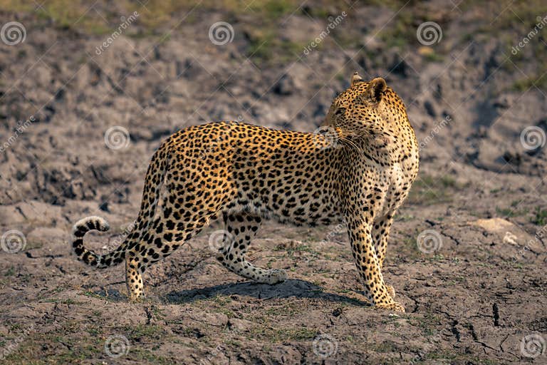 Leopard Stands on Dry Riverbed Looking Back Stock Photo - Image of ...