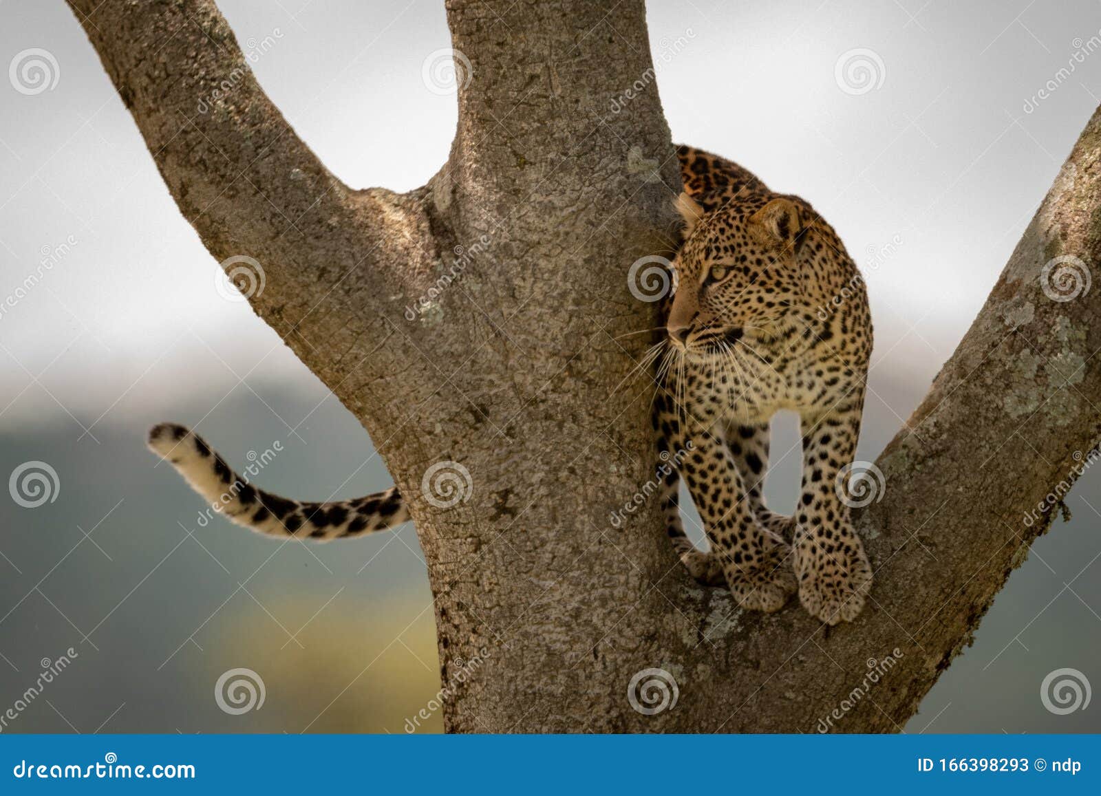 Leopard Stands in Fork of Tree Trunk Stock Image - Image of trunk ...