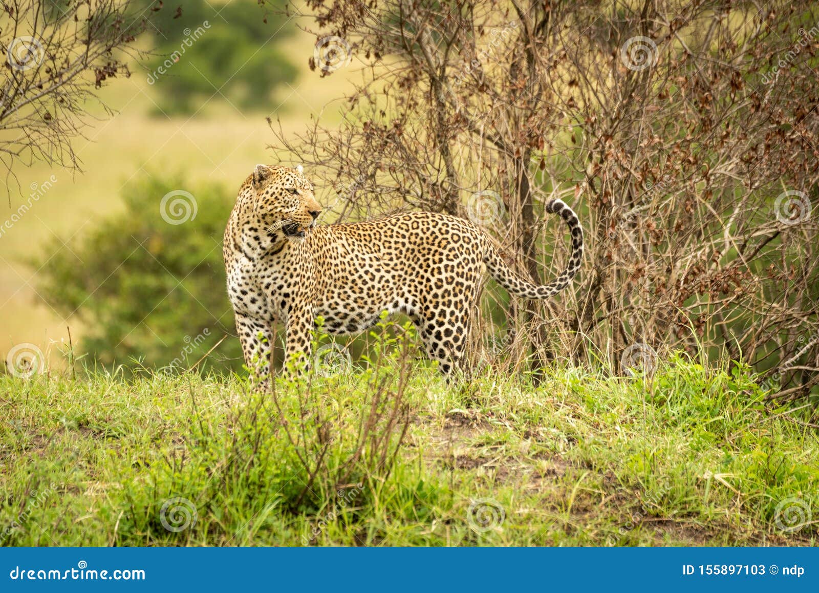 Leopard Stands on Grassy Bank Looking Back Stock Image - Image of ...