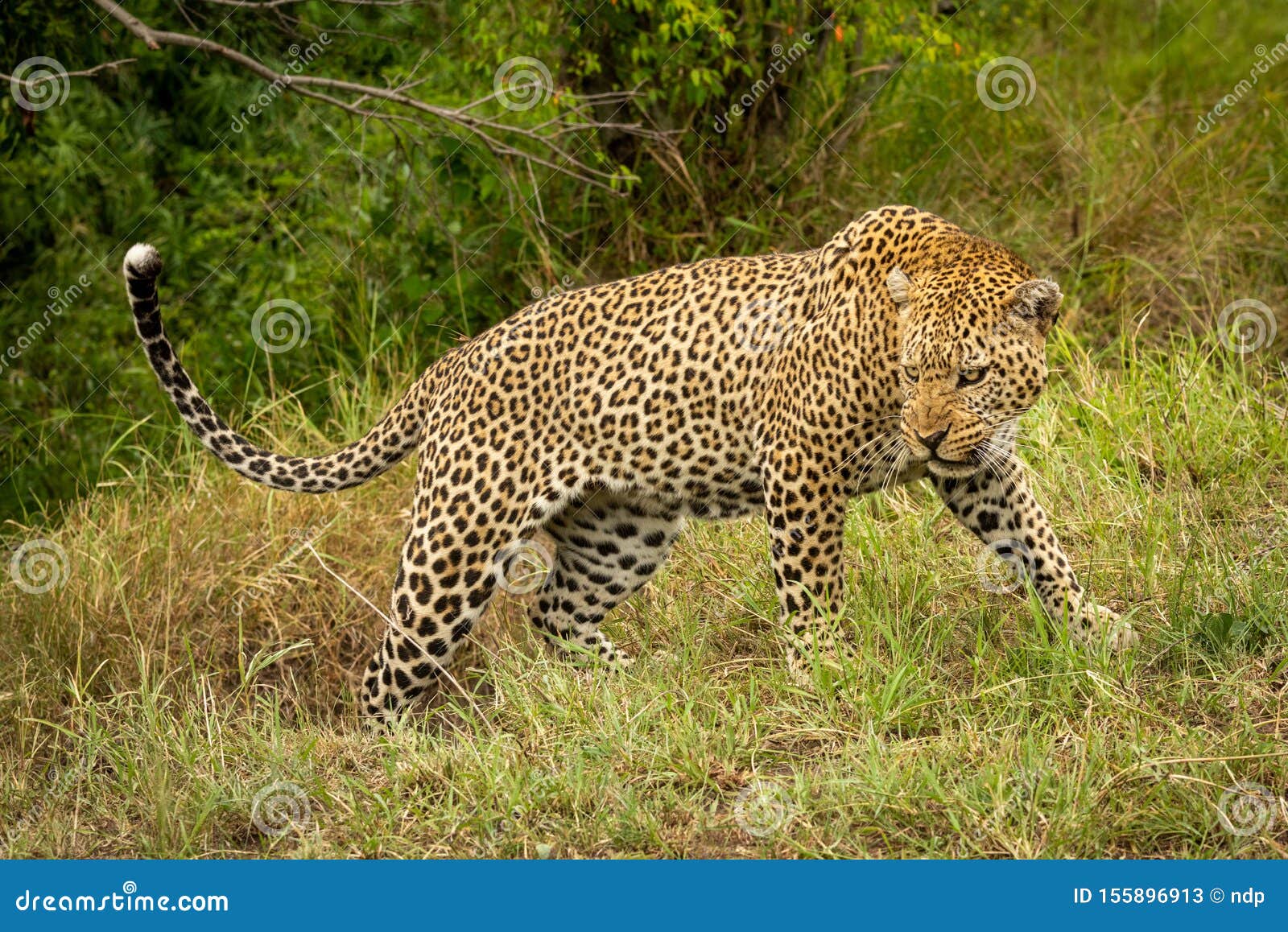 Leopard Stands Growling with Head Held Low Stock Image - Image of ...
