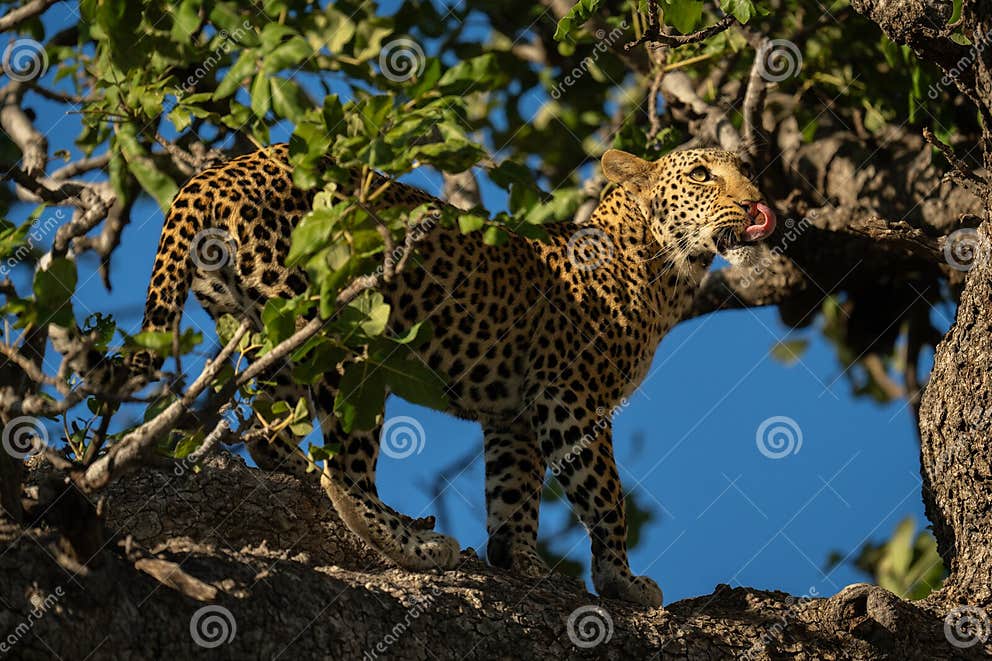 Leopard Stands on Leafy Branch Looking Up Stock Photo - Image of nature ...