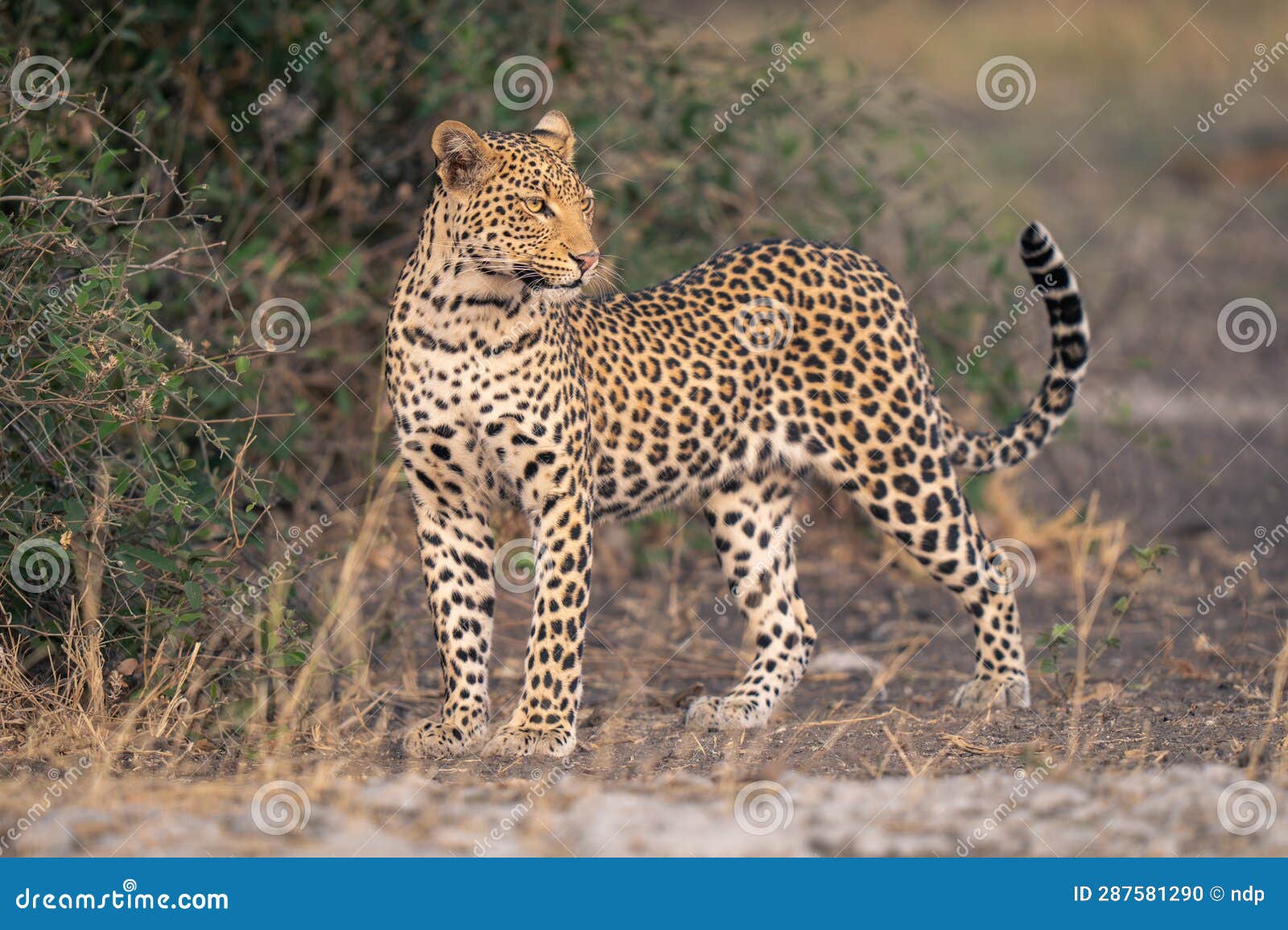 Leopard Stands by Leafy Bush Twisting Head Stock Photo - Image of ...
