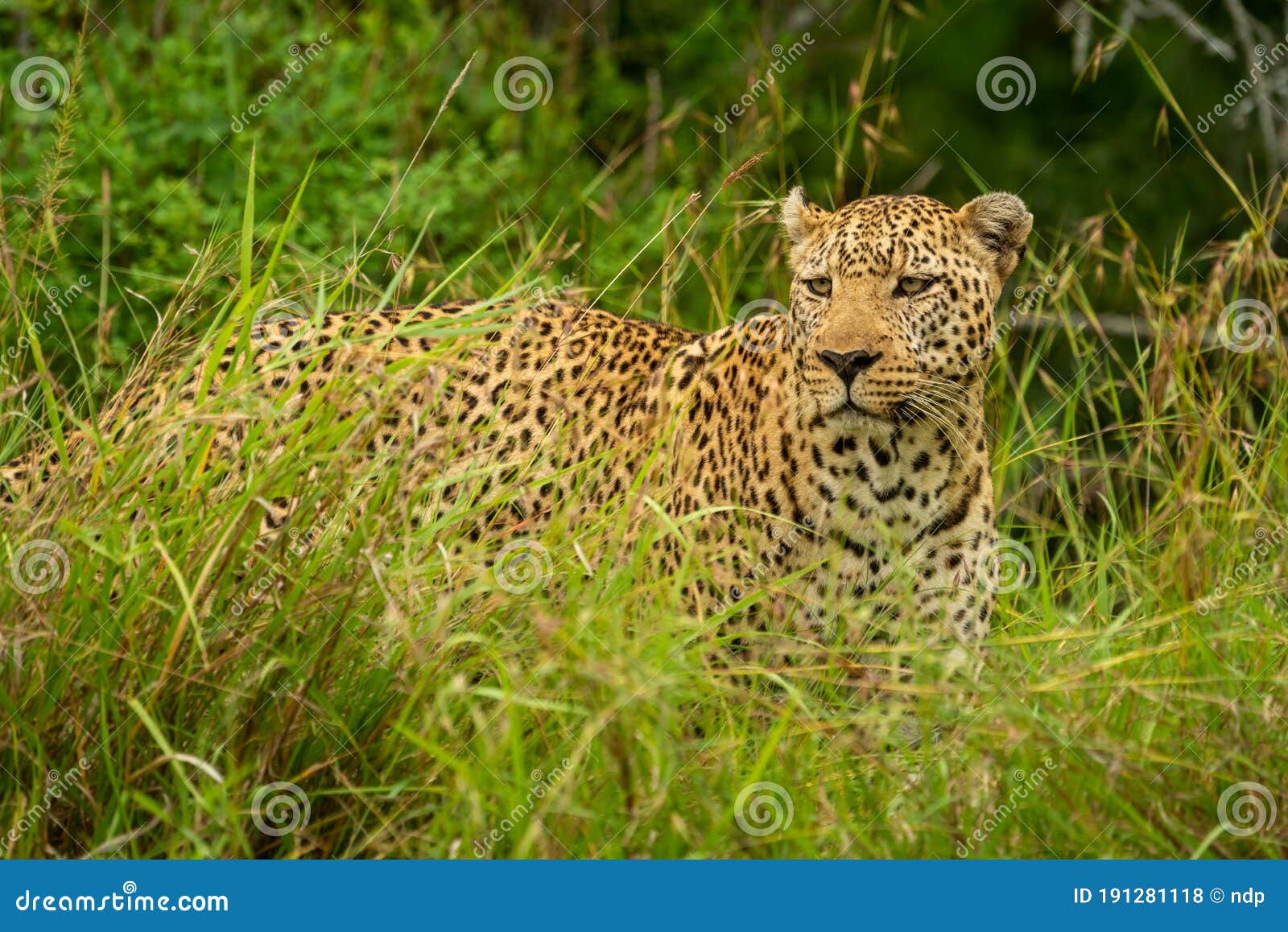Leopard Stands in Long Grass Looking Left Stock Photo - Image of ...
