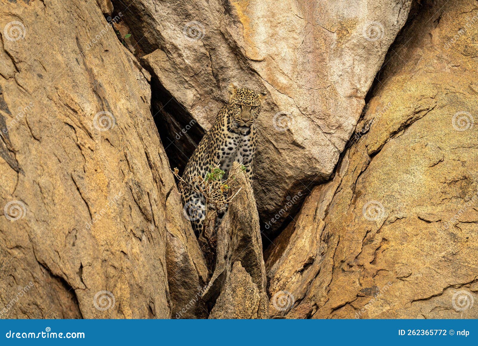 Leopard Stands on Rock at Cave Mouth Stock Photo - Image of jogi ...
