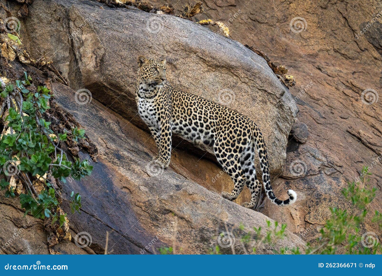 Leopard Stands on Rock Face Looking Back Stock Image - Image of stands ...