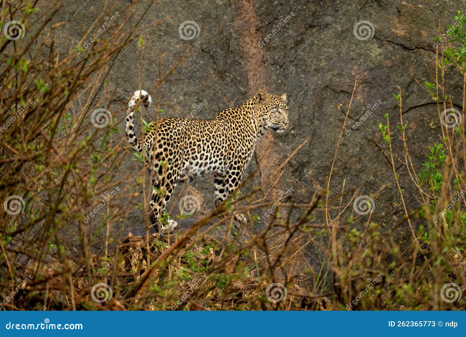 Leopard Stands on Rock Framed by Bushes Stock Image - Image of plain ...