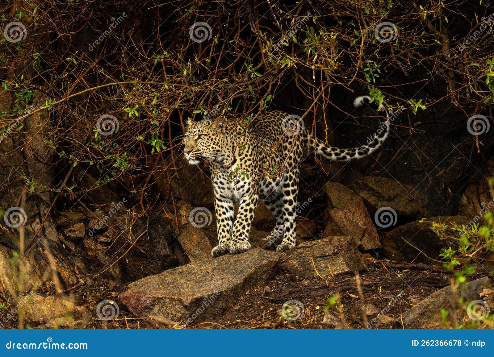 Leopard Stands on Rock Under Leafy Branches Stock Photo - Image of ...