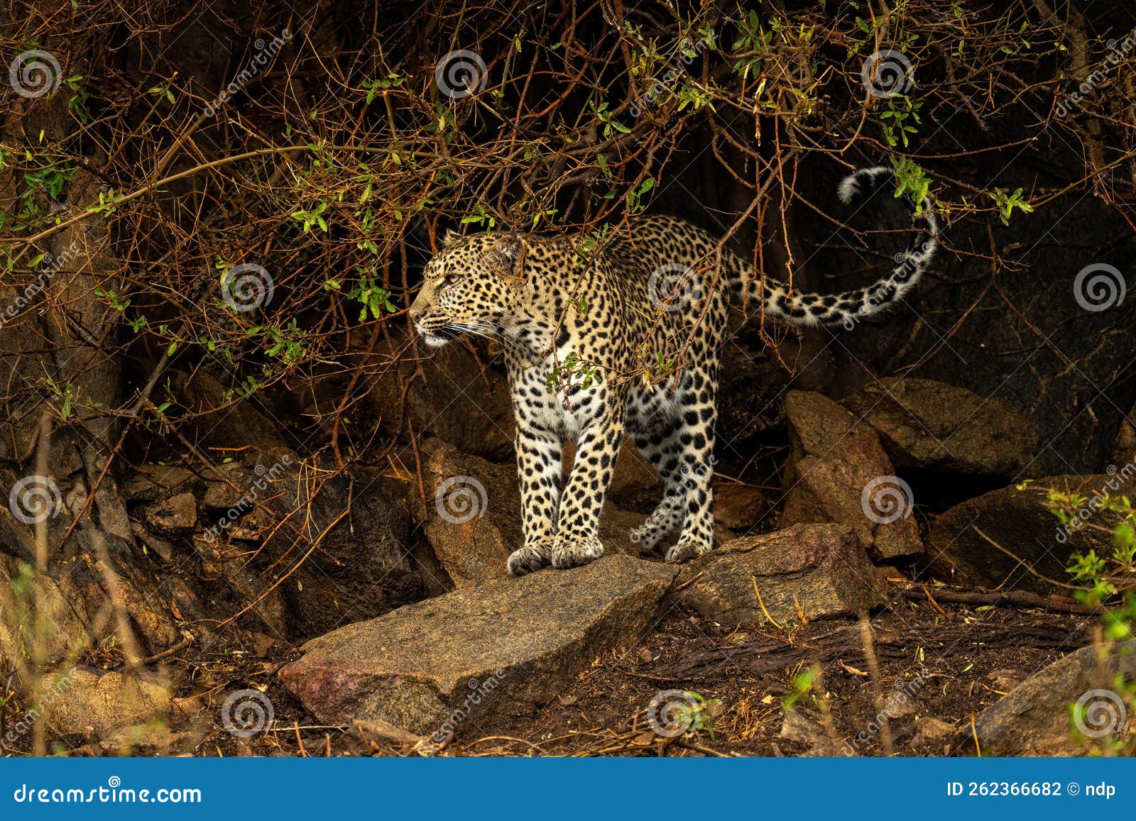 Leopard Stands on Rocks Surrounded by Bushes Stock Photo - Image of ...