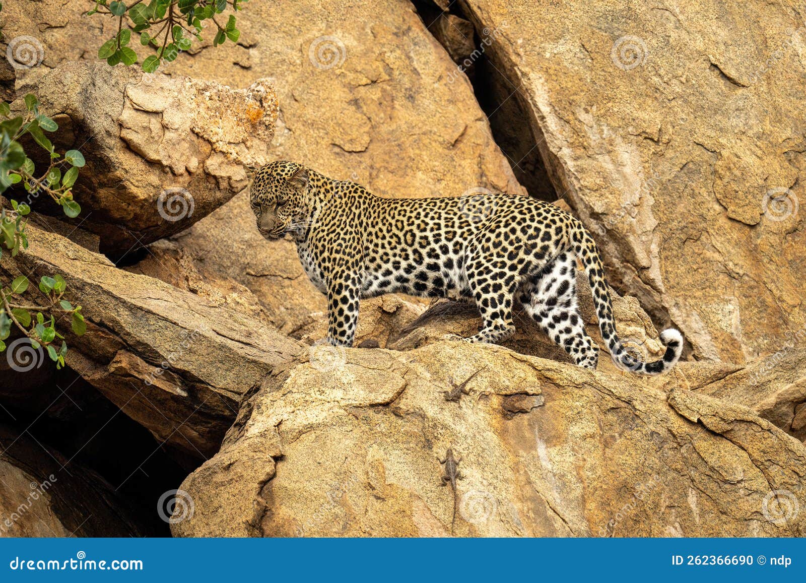 Leopard Stands on Rocky Ledge Looking Down Stock Photo - Image of ...