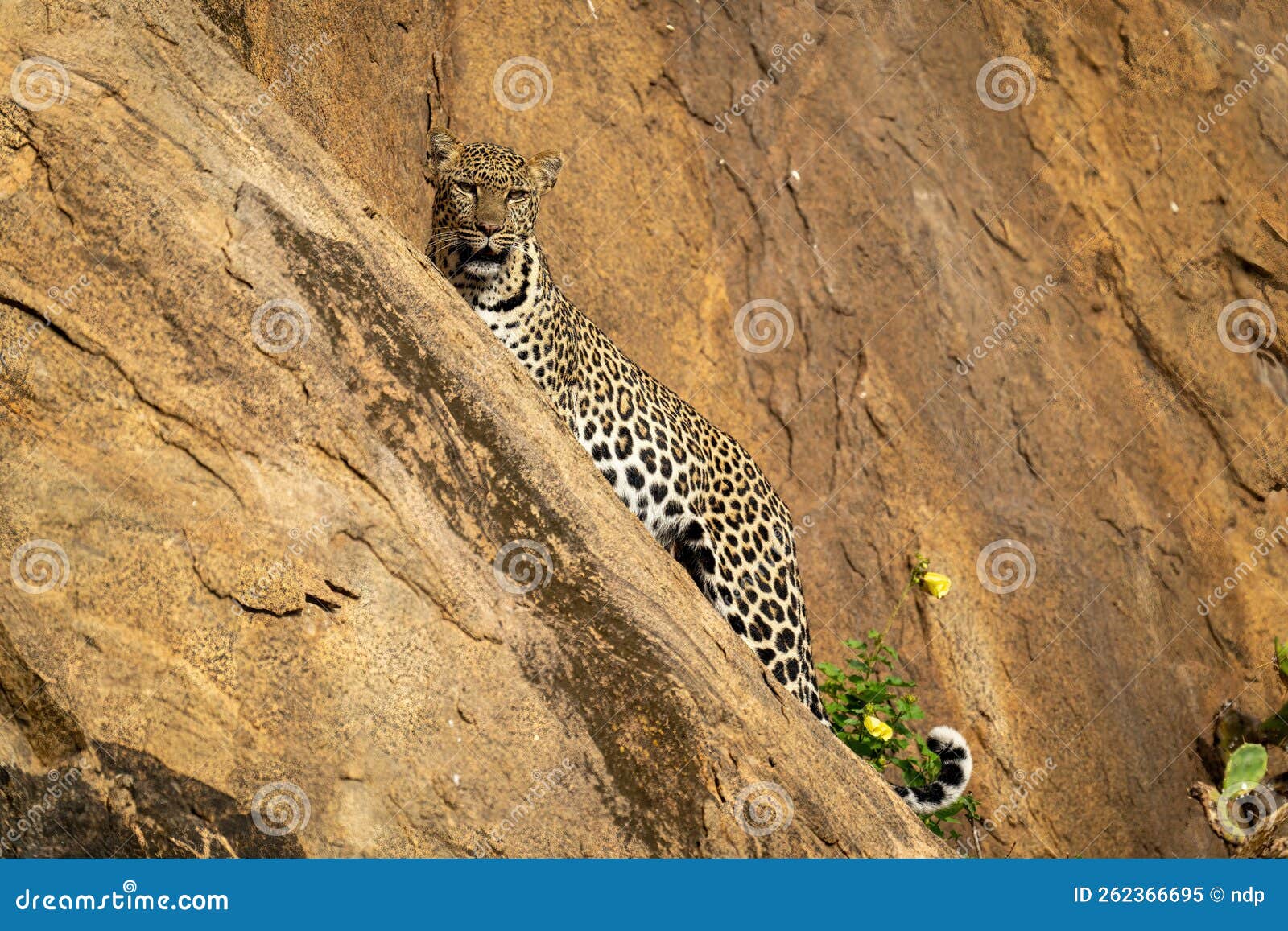 Leopard Stands on Rocky Outcrop Eyeing Camera Stock Image - Image of ...