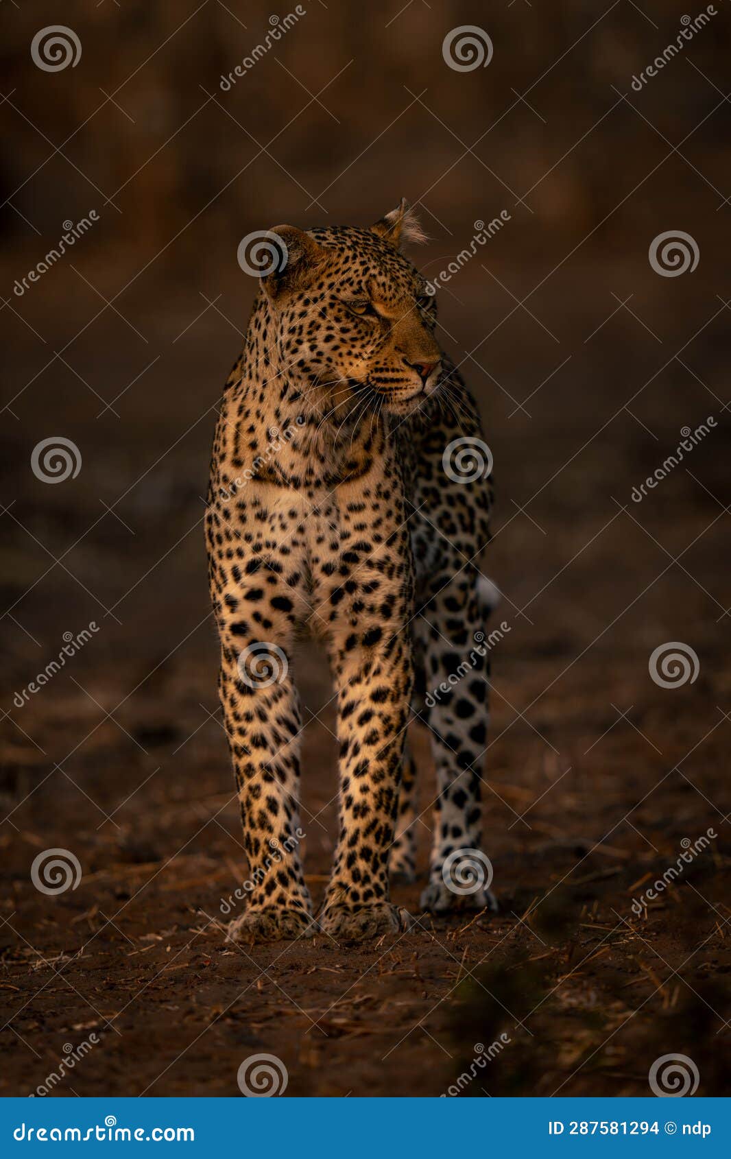 Leopard Stands on Sandy Ground Looking Right Stock Photo - Image of ...