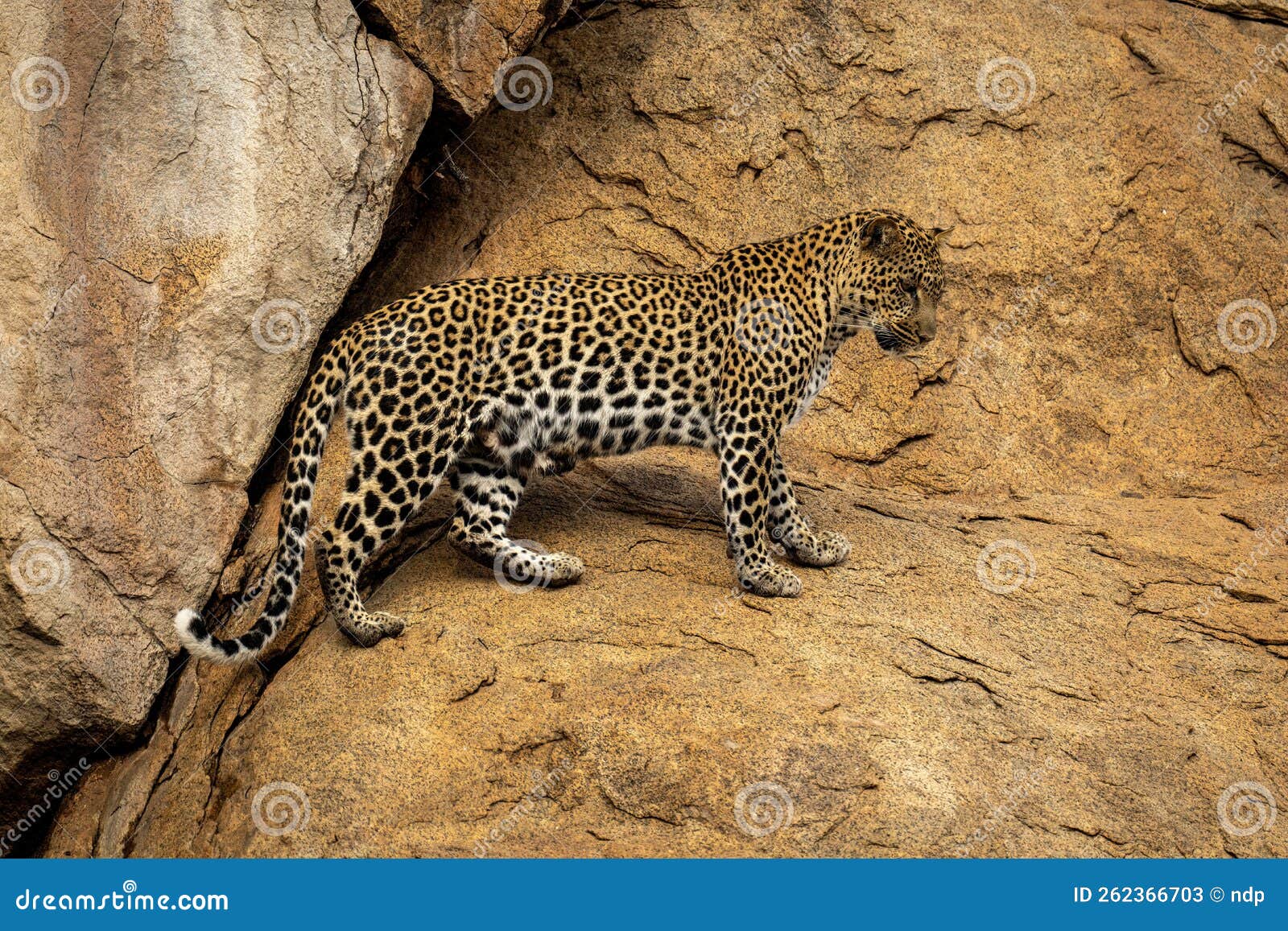 Leopard Stands on Sheer Rock Staring Down Stock Image - Image of ...