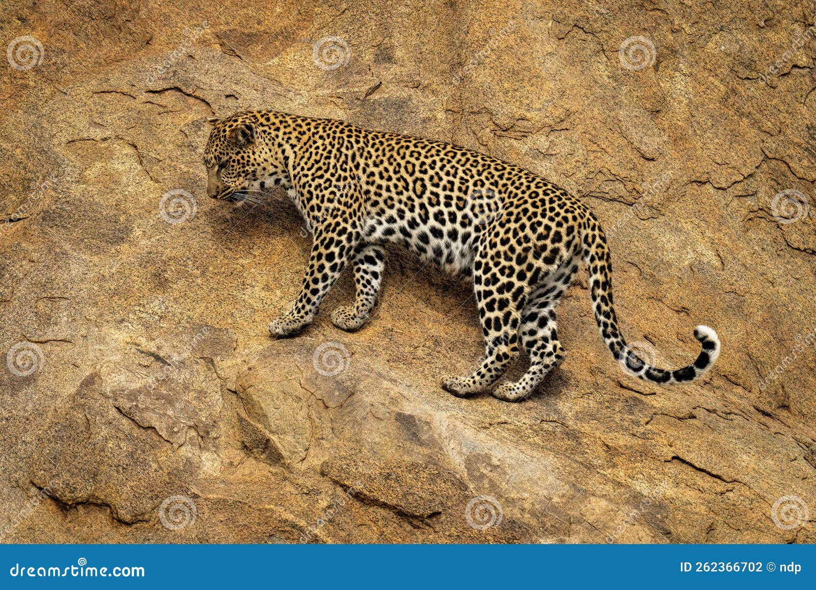 Leopard Stands on Sheer Rockface Looking Down Stock Photo - Image of ...