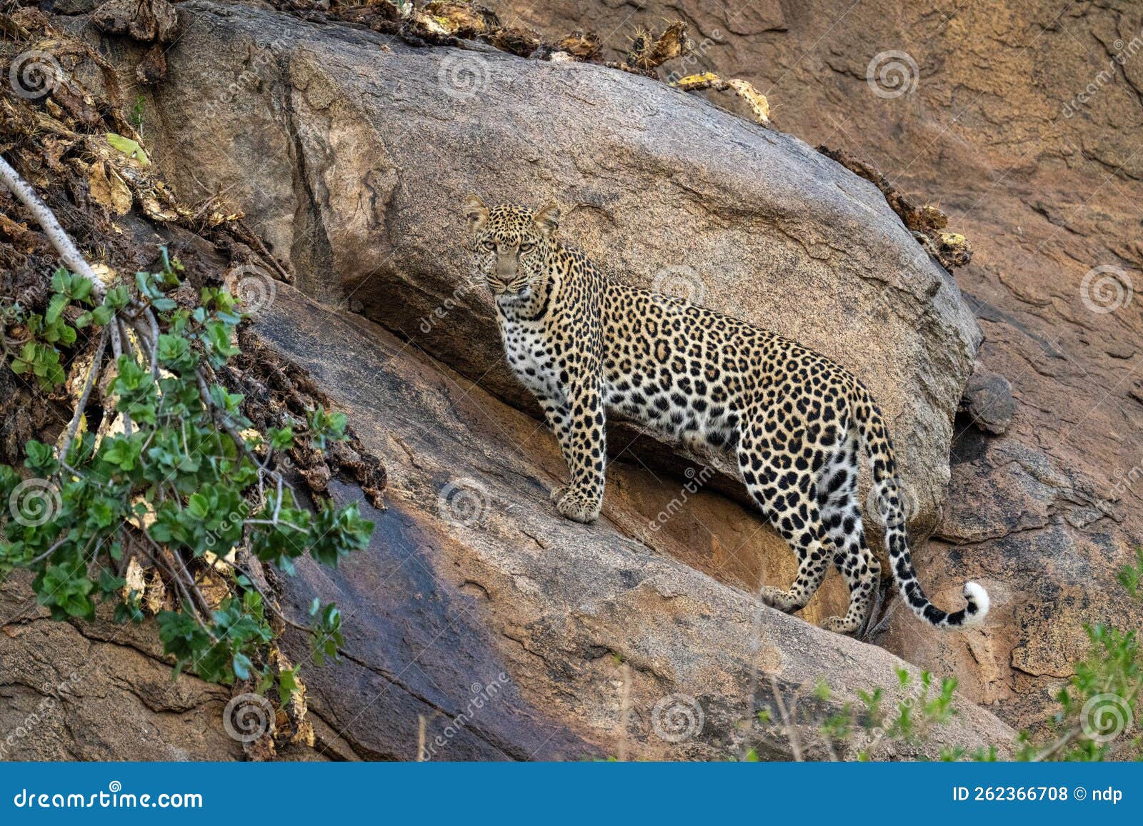 Leopard Stands on Sloping Rock Looking Down Stock Photo - Image of ...