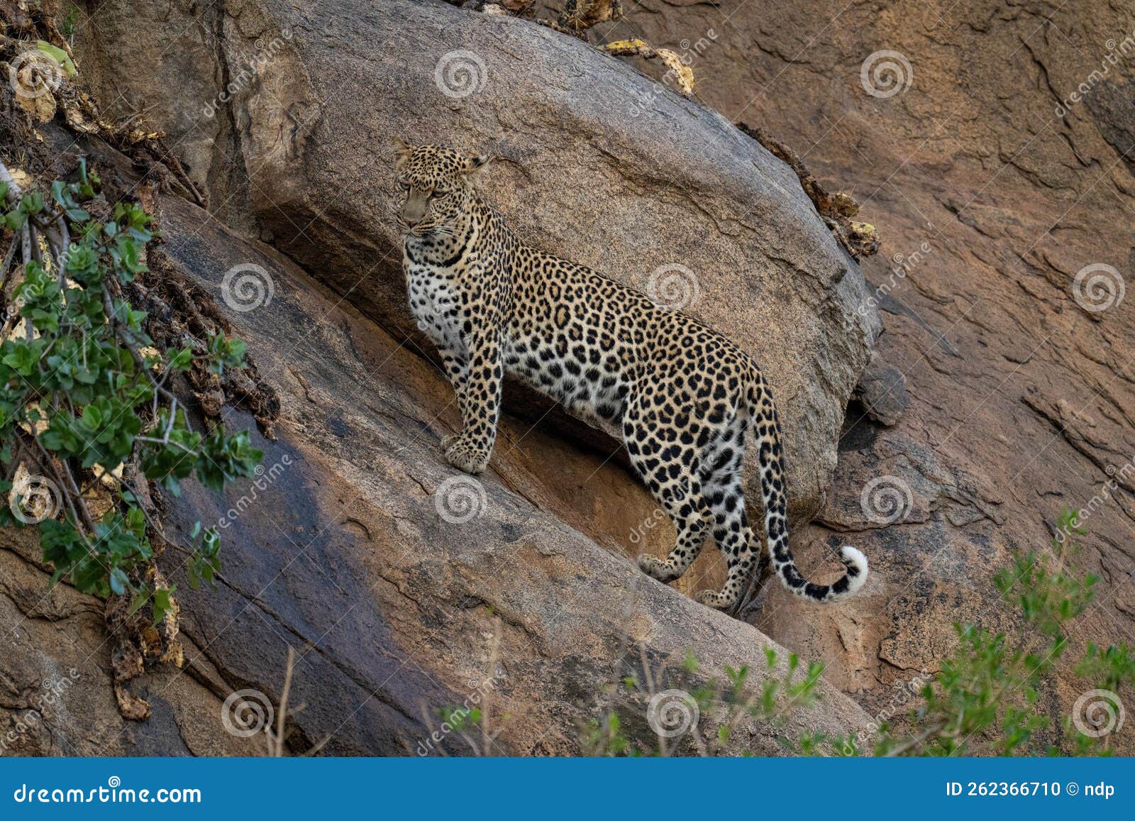 Leopard Stands on Sloping Rock Looking Downwards Stock Photo - Image of ...