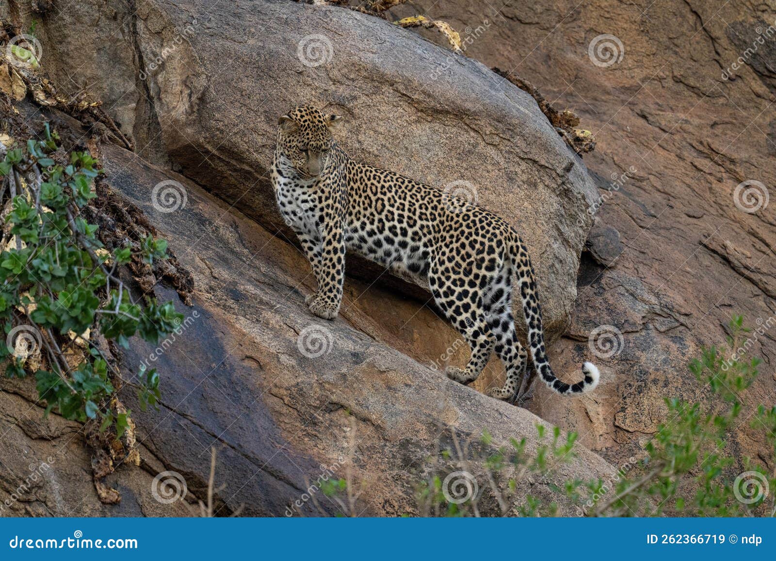 Leopard Stands on Sloping Rock Staring Downwards Stock Image - Image of ...