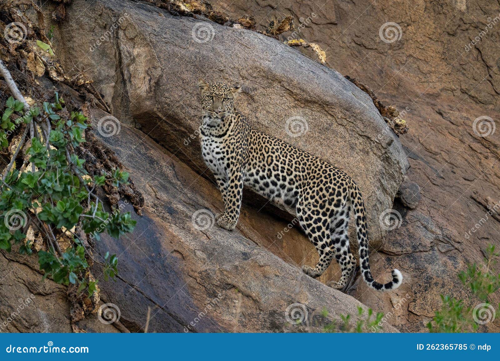 Leopard Stands on Sloping Rock Watching Camera Stock Image - Image of ...