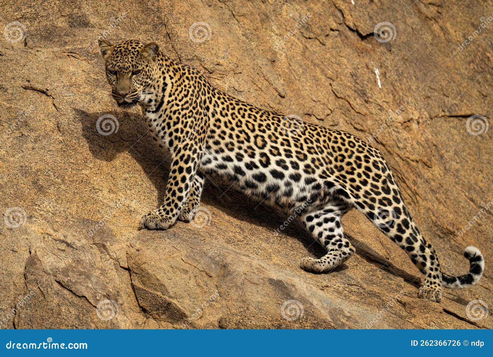 Leopard Stands on Sloping Rockface Looking Down Stock Photo - Image of ...