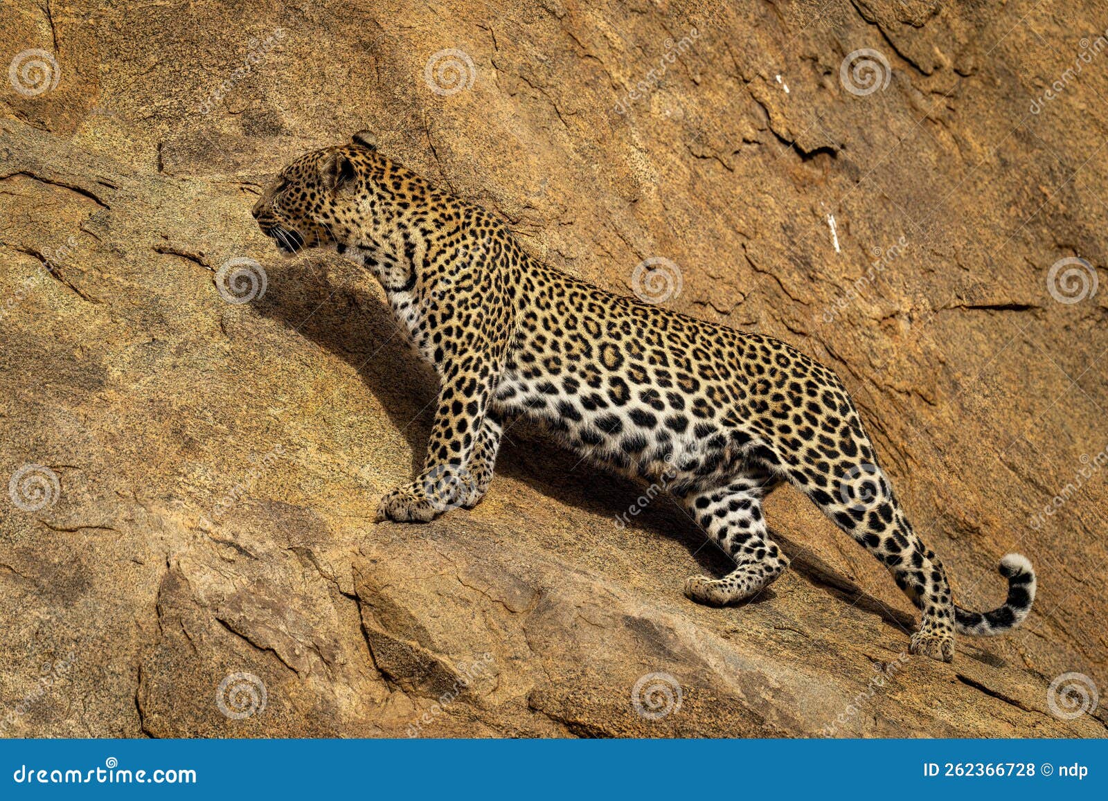 Leopard Stands on Sloping Rockface Looking Up Stock Photo - Image of ...