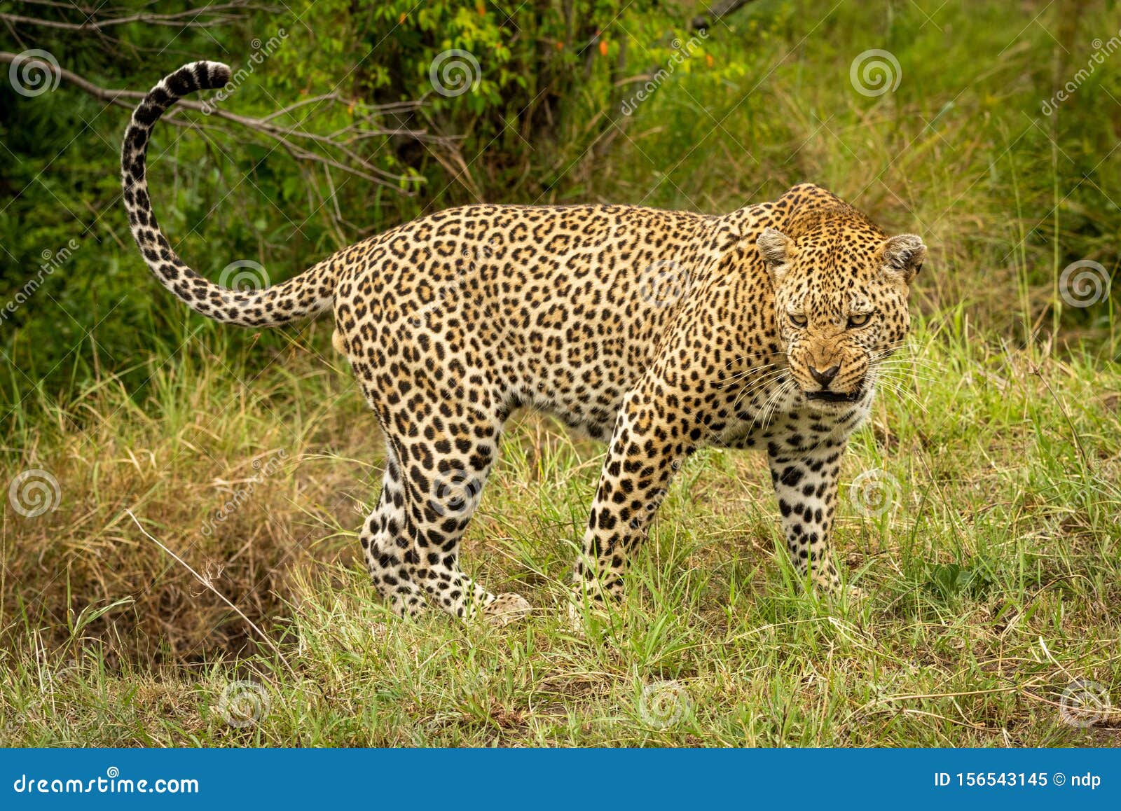 Leopard Snarling Stock Photos - Download 382 Royalty Free Photos