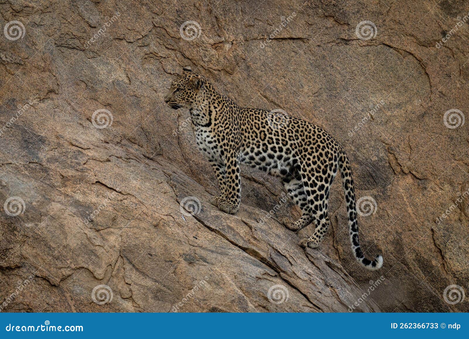 Leopard Stands on Steep Rock Looking Ahead Stock Image - Image of jogi ...