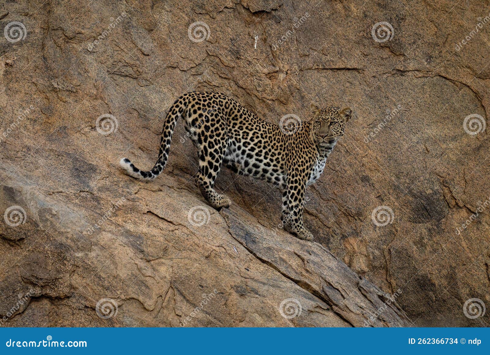 Leopard Stands on Steep Rock Looking Back Stock Photo - Image of stand ...