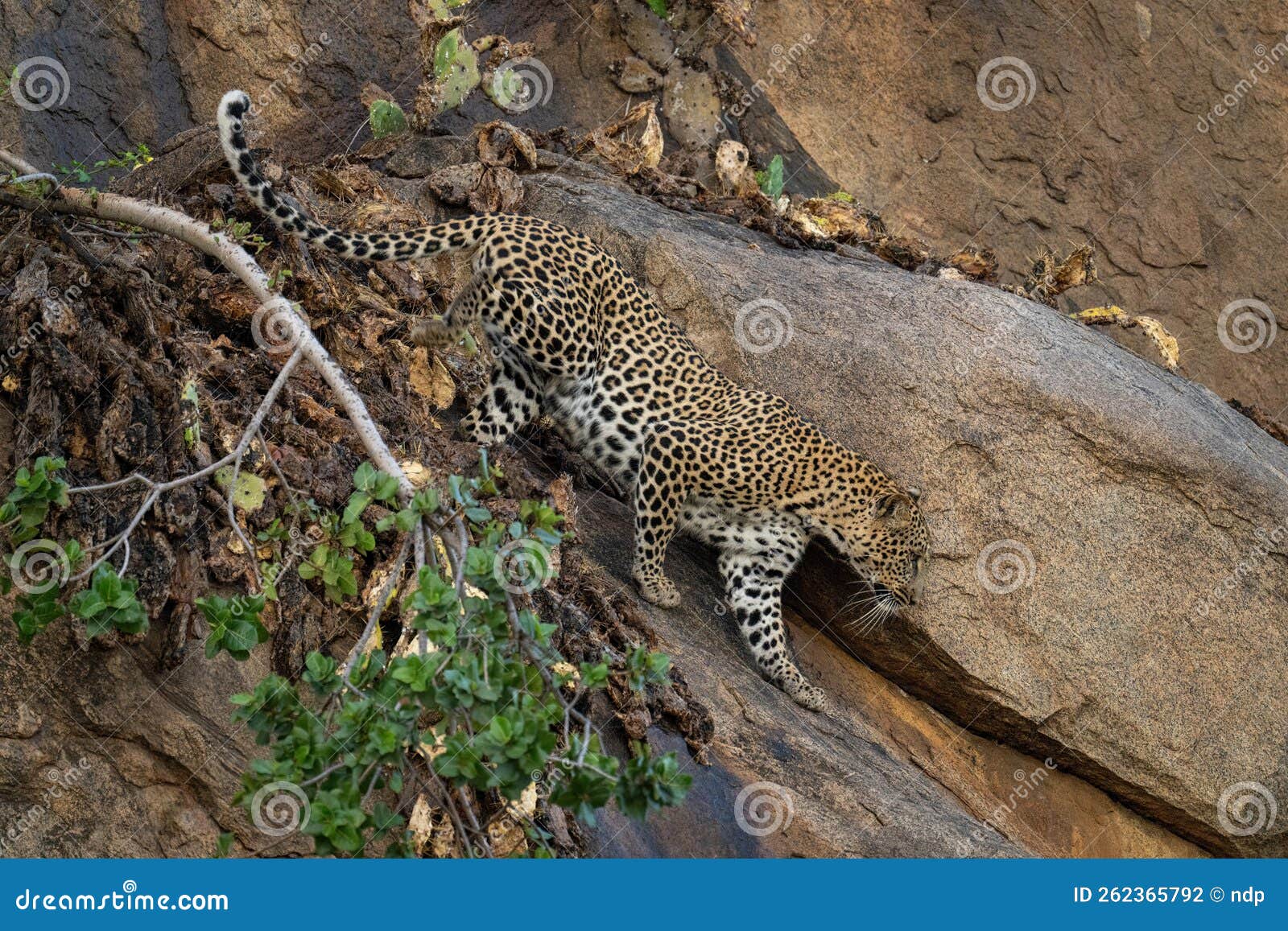 Leopard Stands on Steep Rock Looking Below Stock Photo - Image of ...