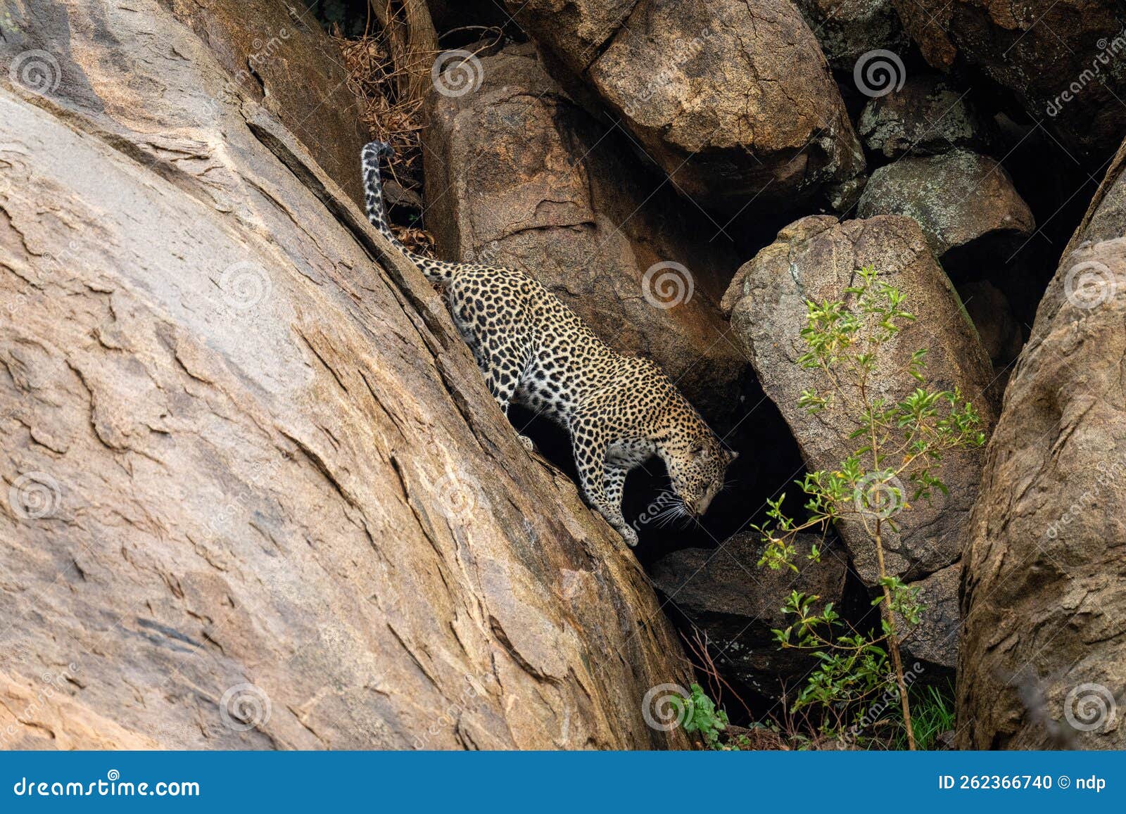 Leopard Stands on Steep Rock Looking Down Stock Photo - Image of ...