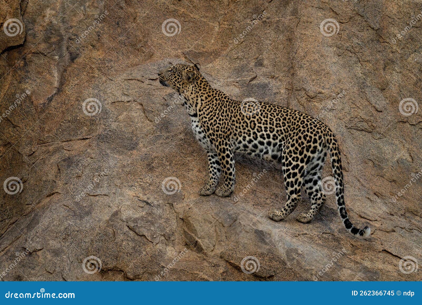 Leopard Stands on Steep Rock Looking Up Stock Image - Image of pardus ...