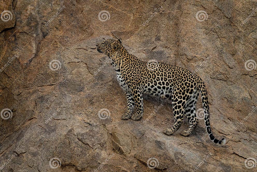 Leopard Stands on Steep Rock Looking Up Stock Image - Image of pardus ...