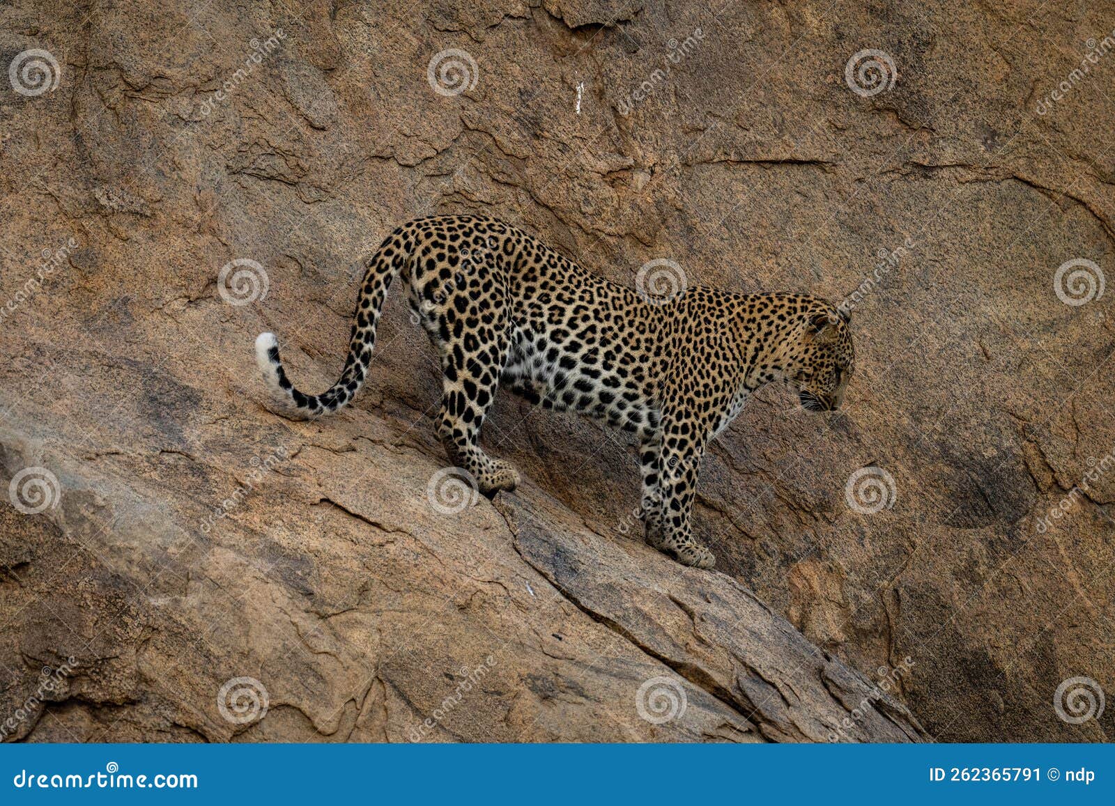 Leopard Stands on Steep Rock in Profile Stock Image - Image of travel ...