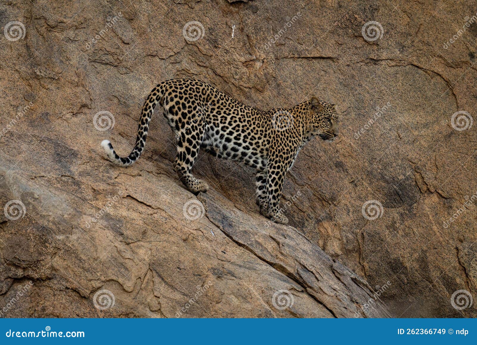 Leopard Stands on Steep Rock Turning Head Stock Image - Image of stands ...